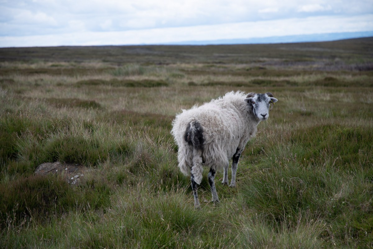 Clay Bank Top nach Blakey Ridge – Tag 15 | Gedankenfunken